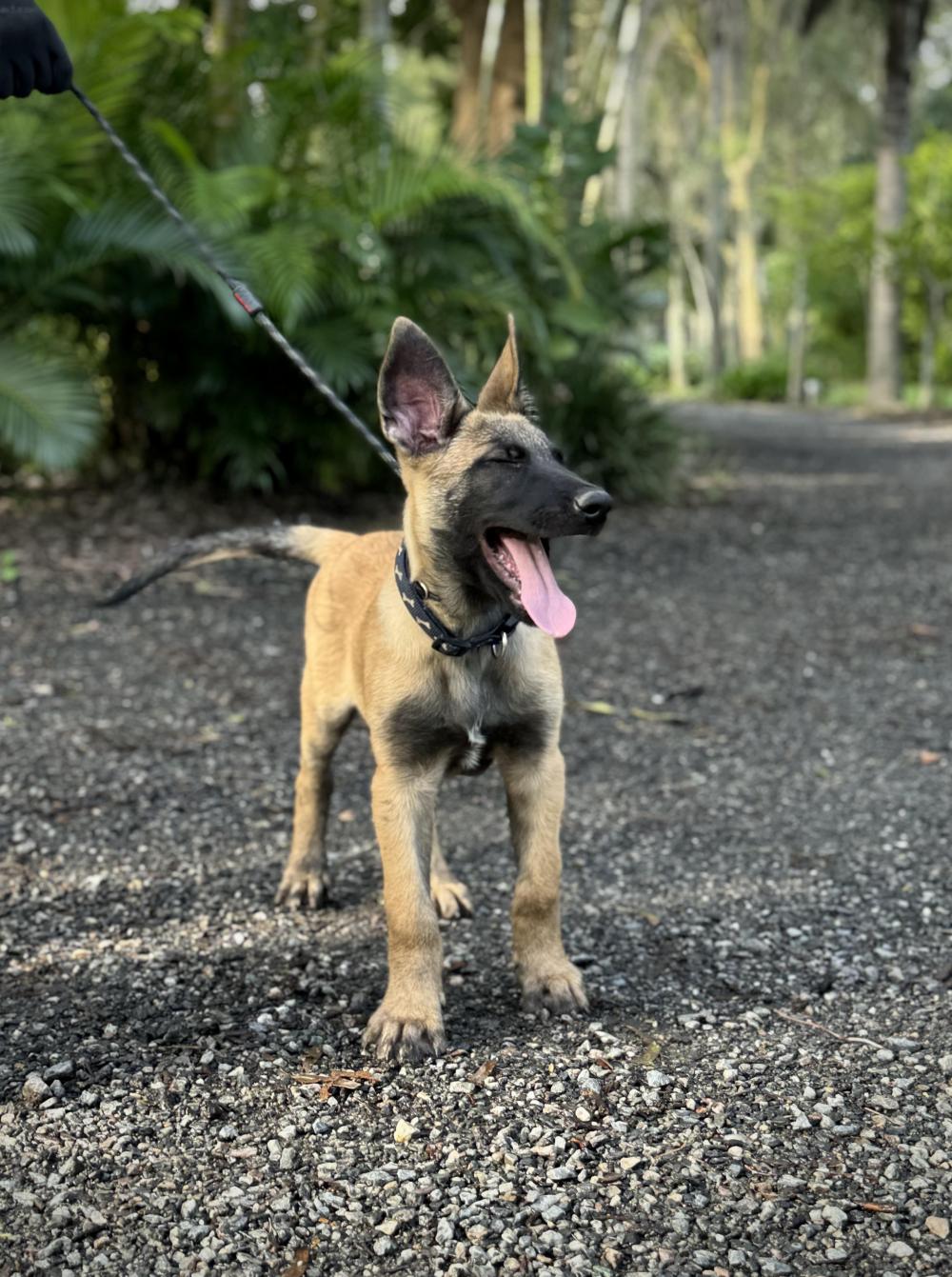 WRANGLER - Social, Stable & High Drive | Alldogs Security